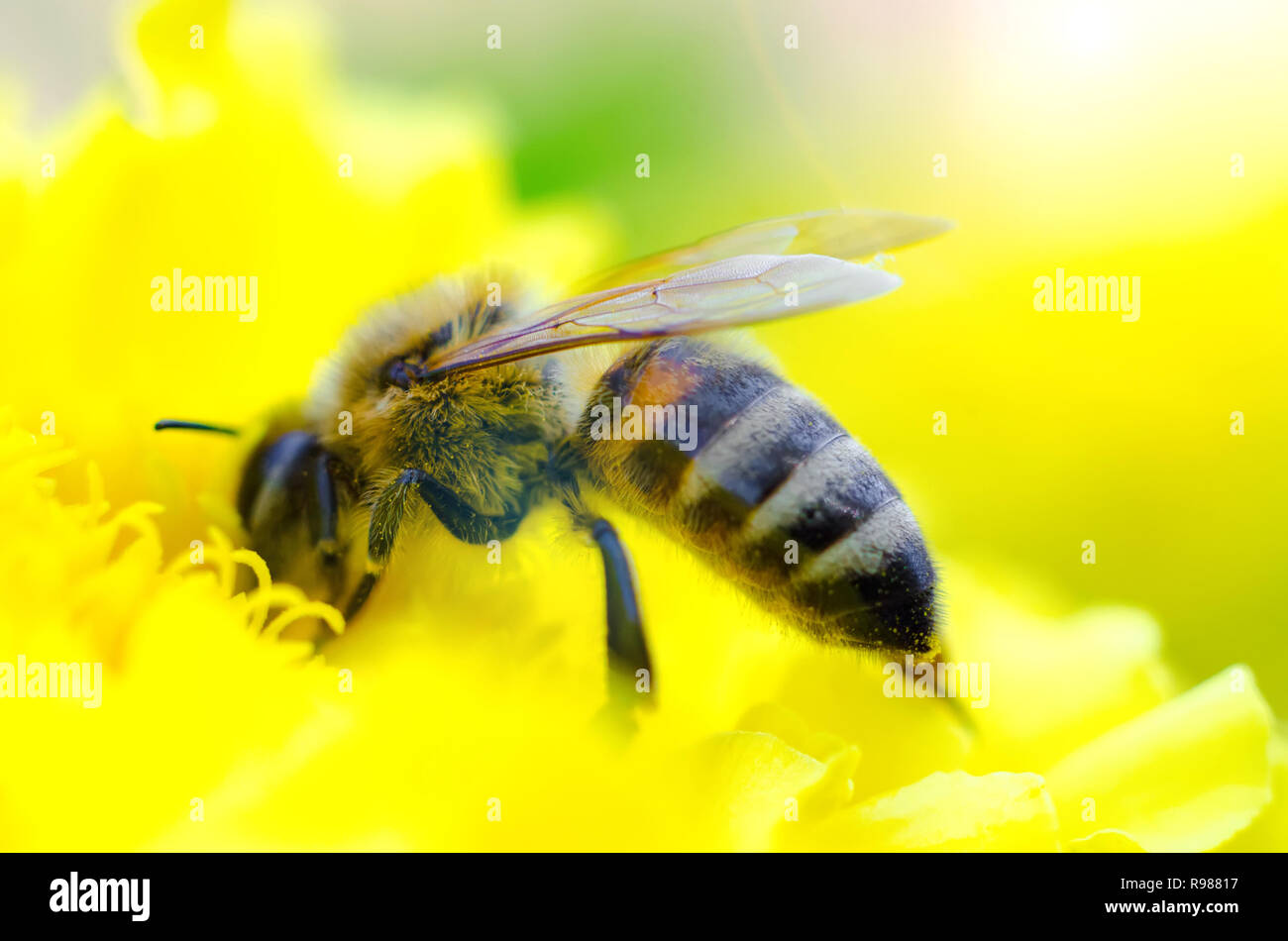 bee on a yellow flower macro Stock Photo - Alamy