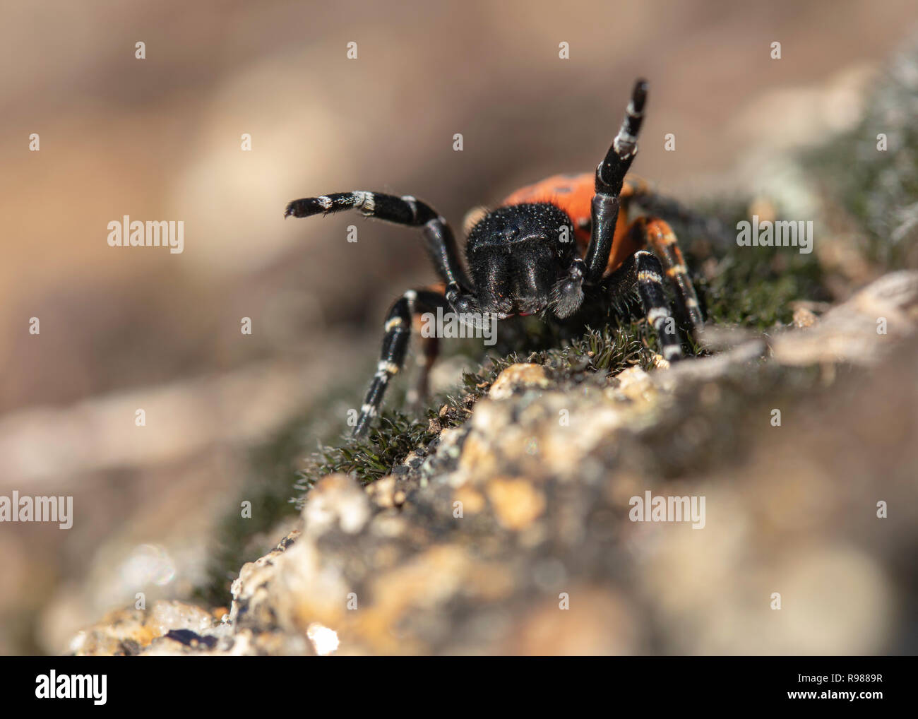 spider eresus kollari Stock Photo - Alamy