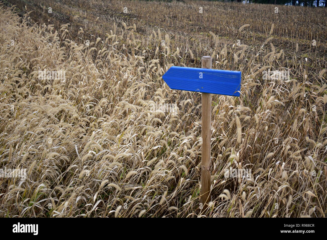 Blue wooden sign in a crop field. No text Stock Photo - Alamy