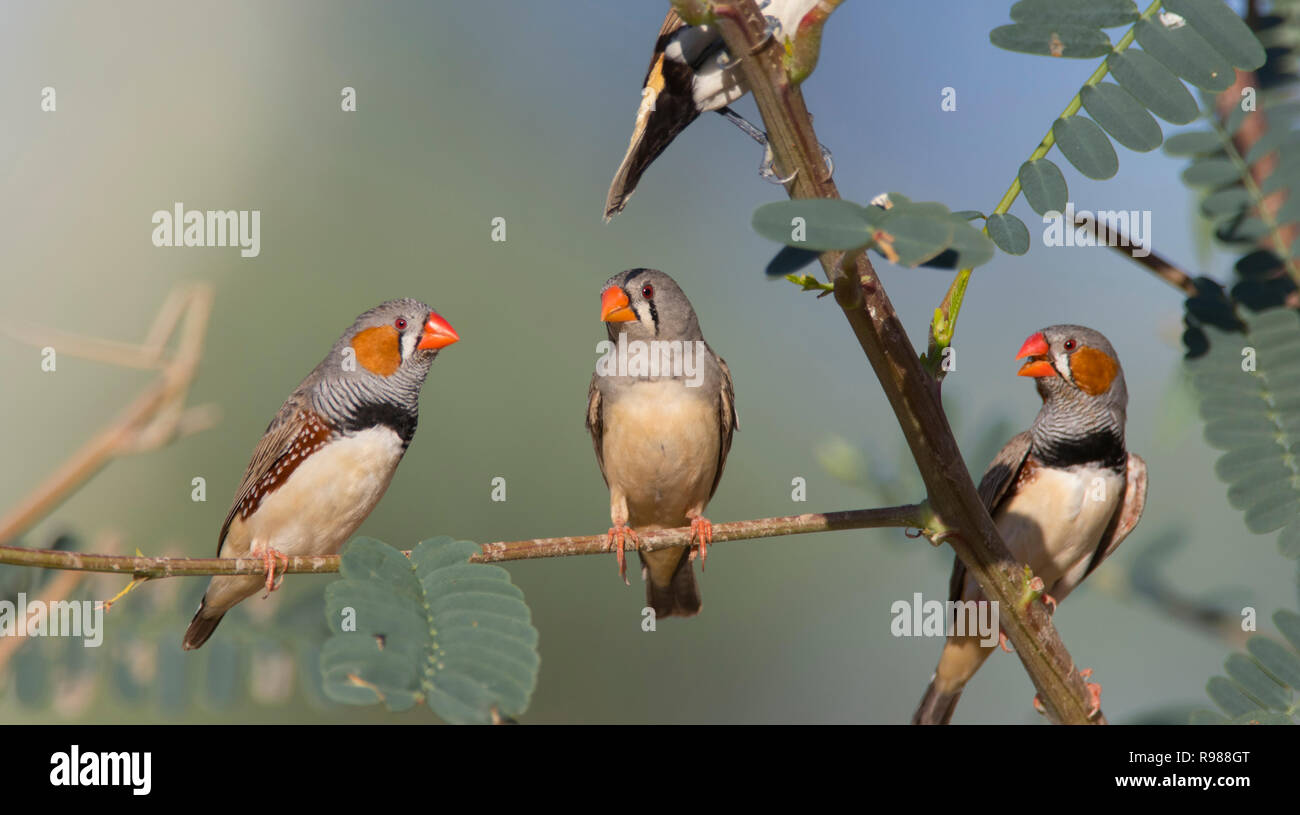Zebra finches hi-res stock photography and images - Alamy