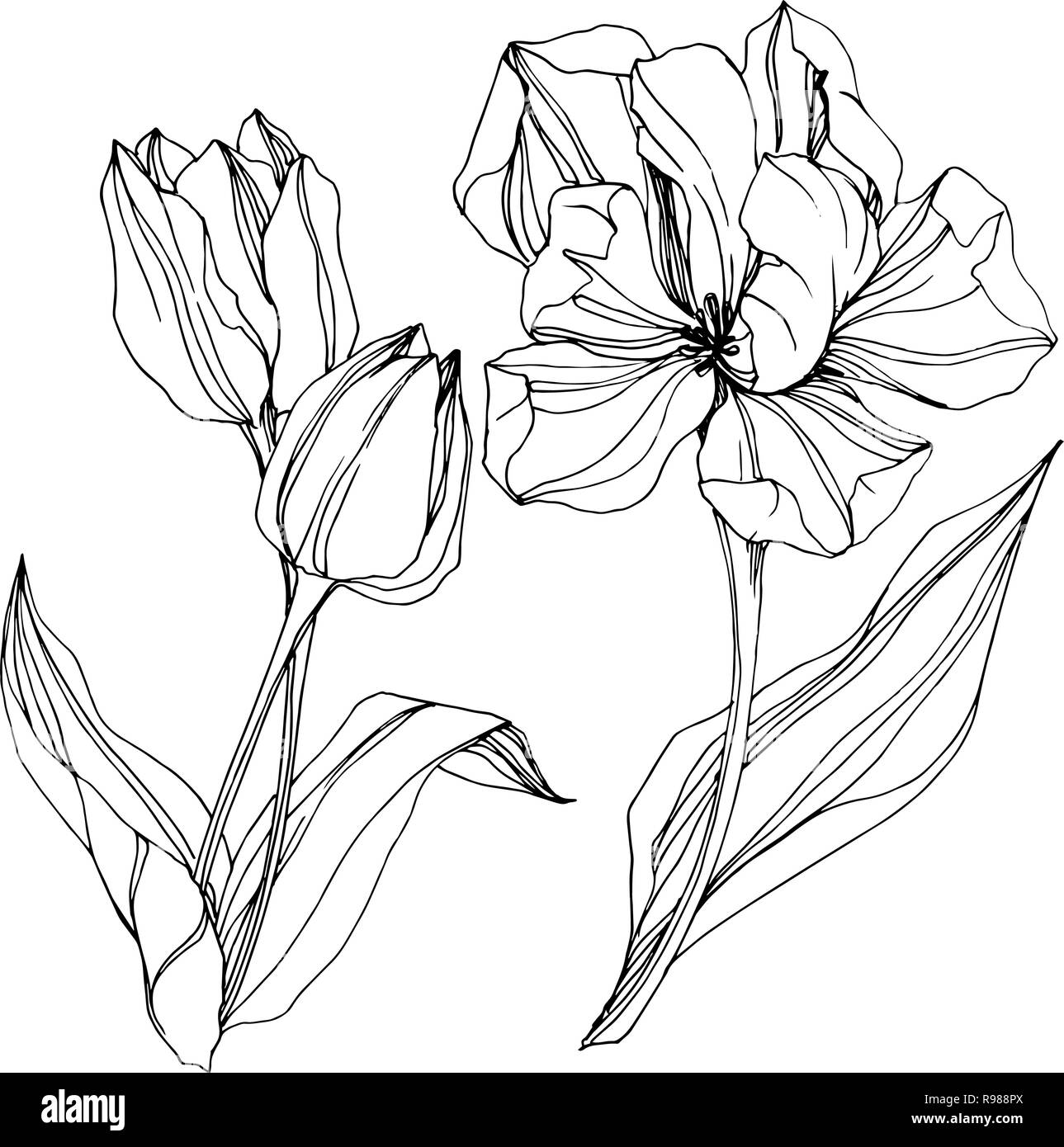 Tulip Black And White Drawing