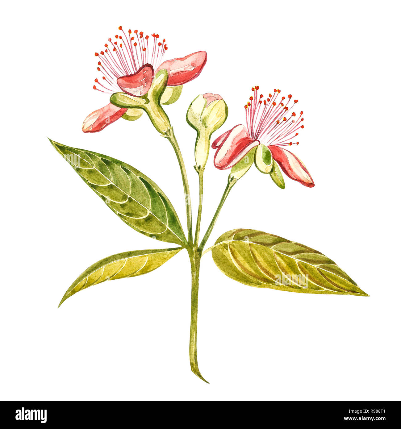 Watercolor illustration feijoa plant. Hand drawn watercolor painting on ...