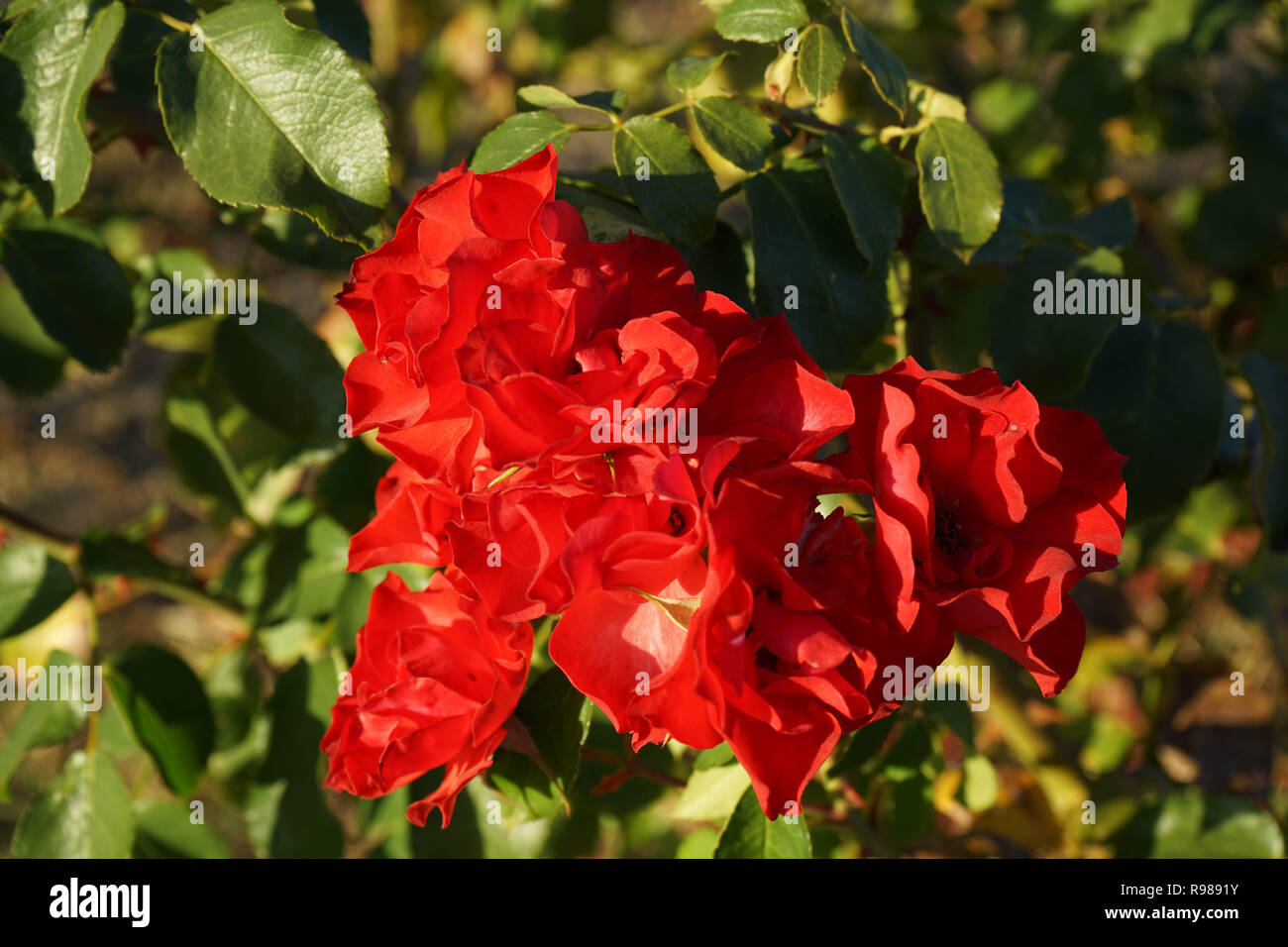 Group of red flowers Stock Photo - Alamy