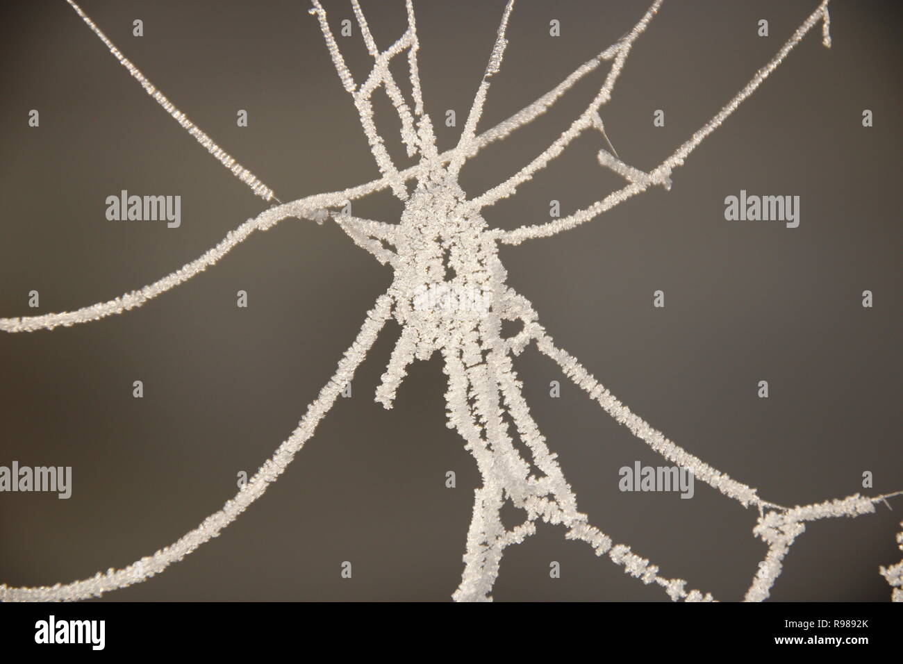 spiderweb covered by ice Stock Photo - Alamy