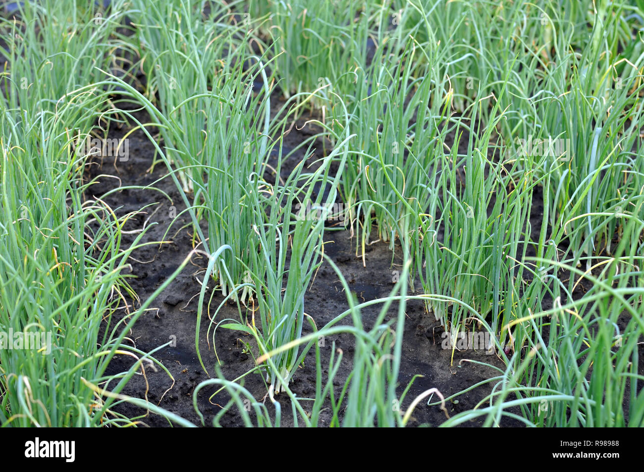 close-up of growing onion plantation in the vegetable garden Stock ...
