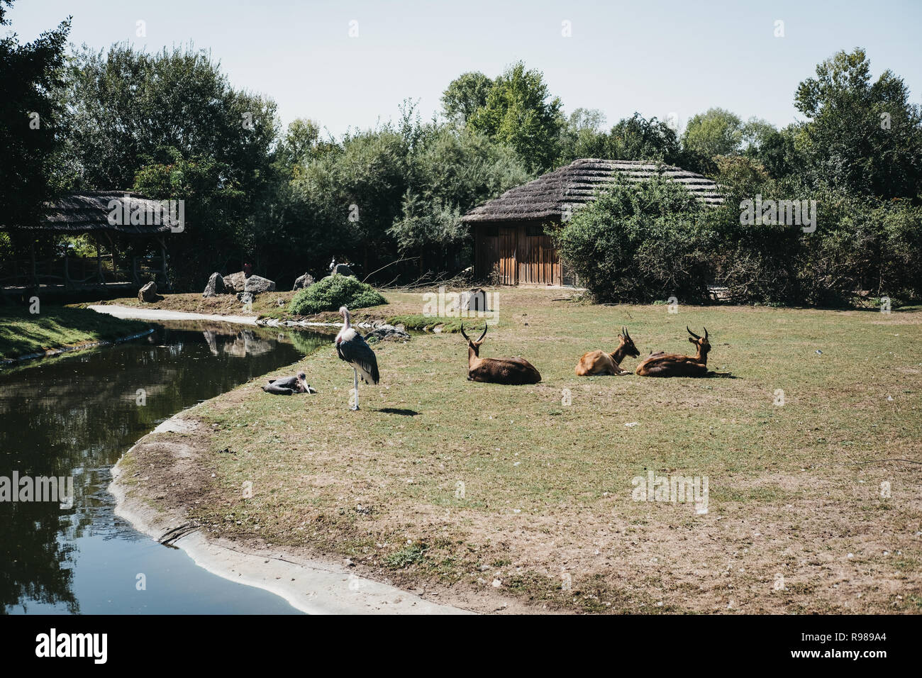 Prague, Czech Republic - August 27, 2018: Antelopes and cranes at an ...