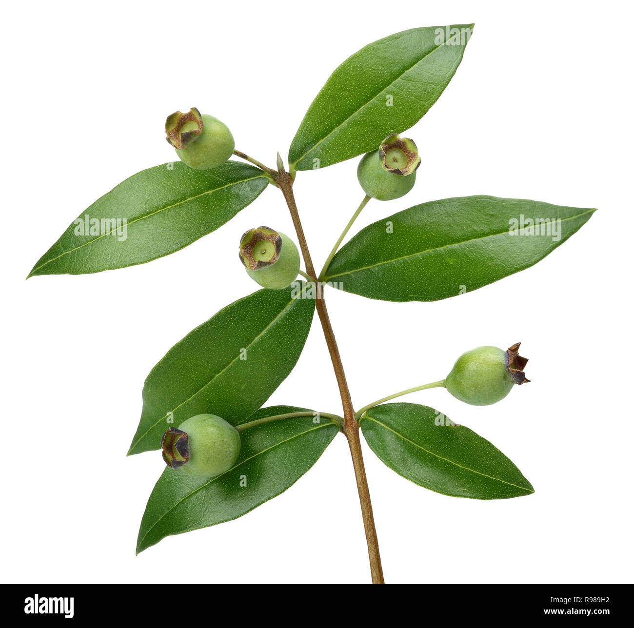 Green blueberries and leaves isolated on white background Stock Photo ...