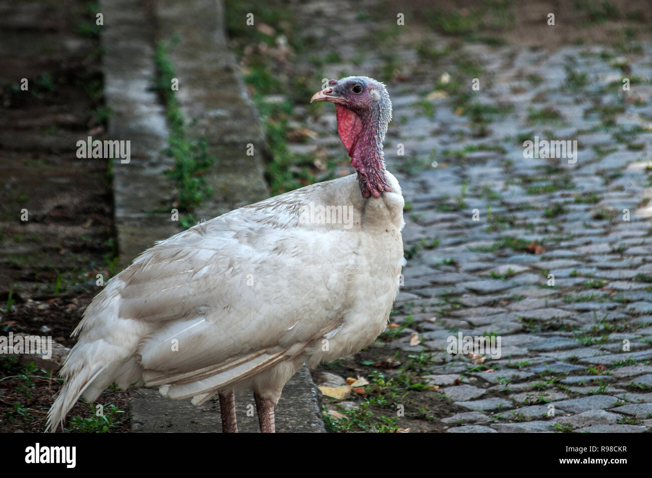 White Feather Turkey High Resolution Stock Photography and Images - Alamy