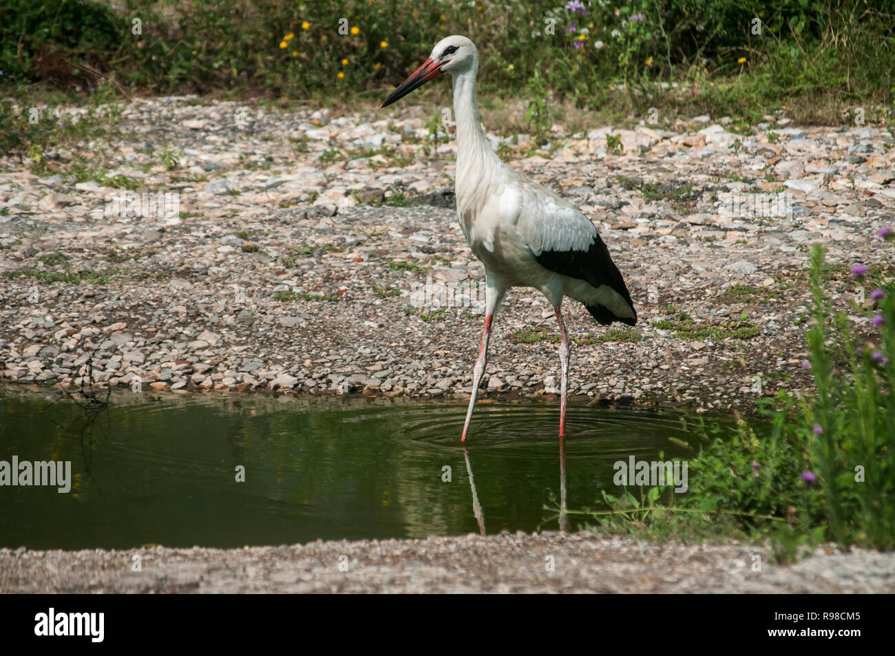 White stork closeup in a pond near stone road and greenery background ...