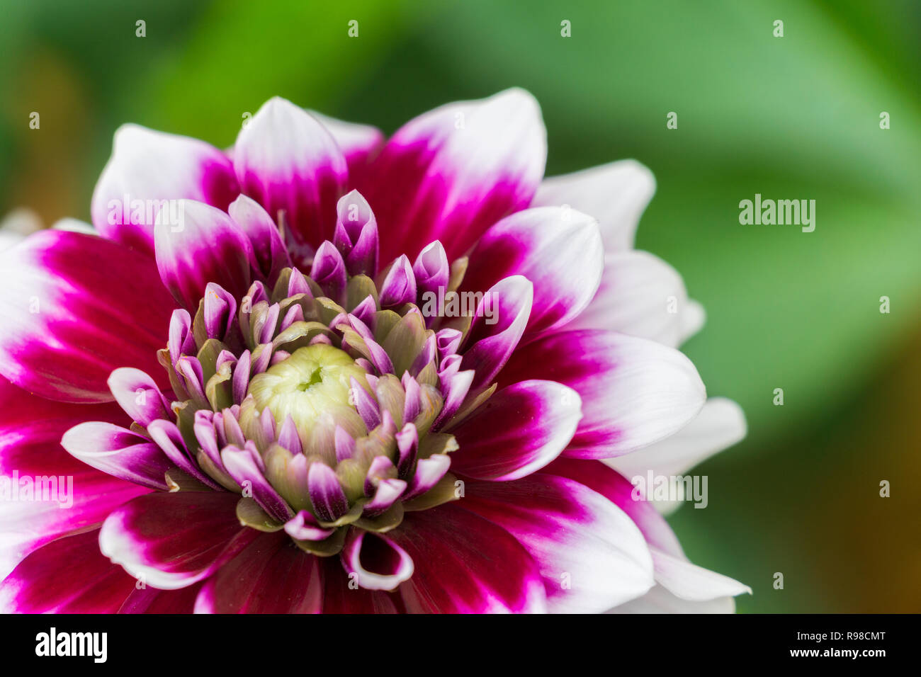Mini dahlia flowers hi-res stock photography and images - Alamy