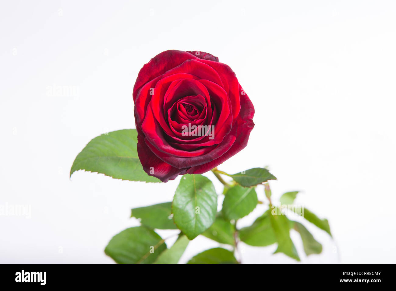 Red rose flower rosette with leaves isolated on white. Top view Stock ...