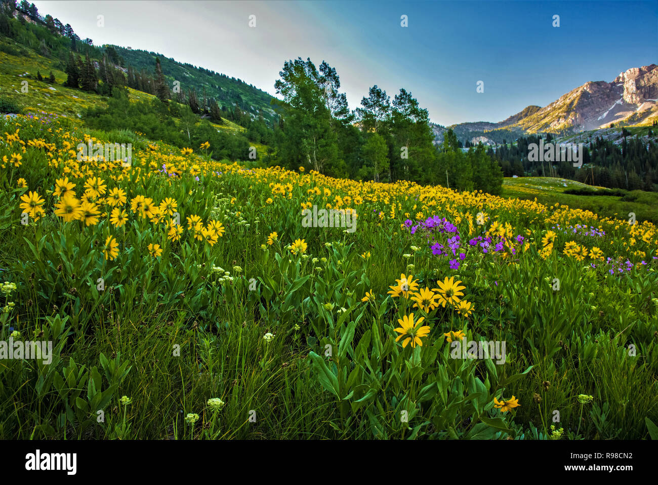 Wildflowers meadows hi-res stock photography and images - Alamy