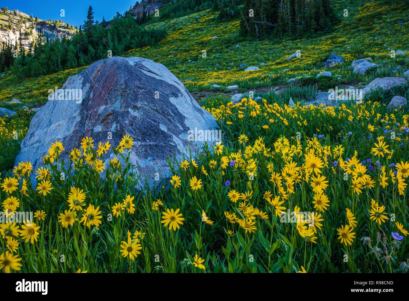 Wildflowers in mountain meadows Stock Photo - Alamy