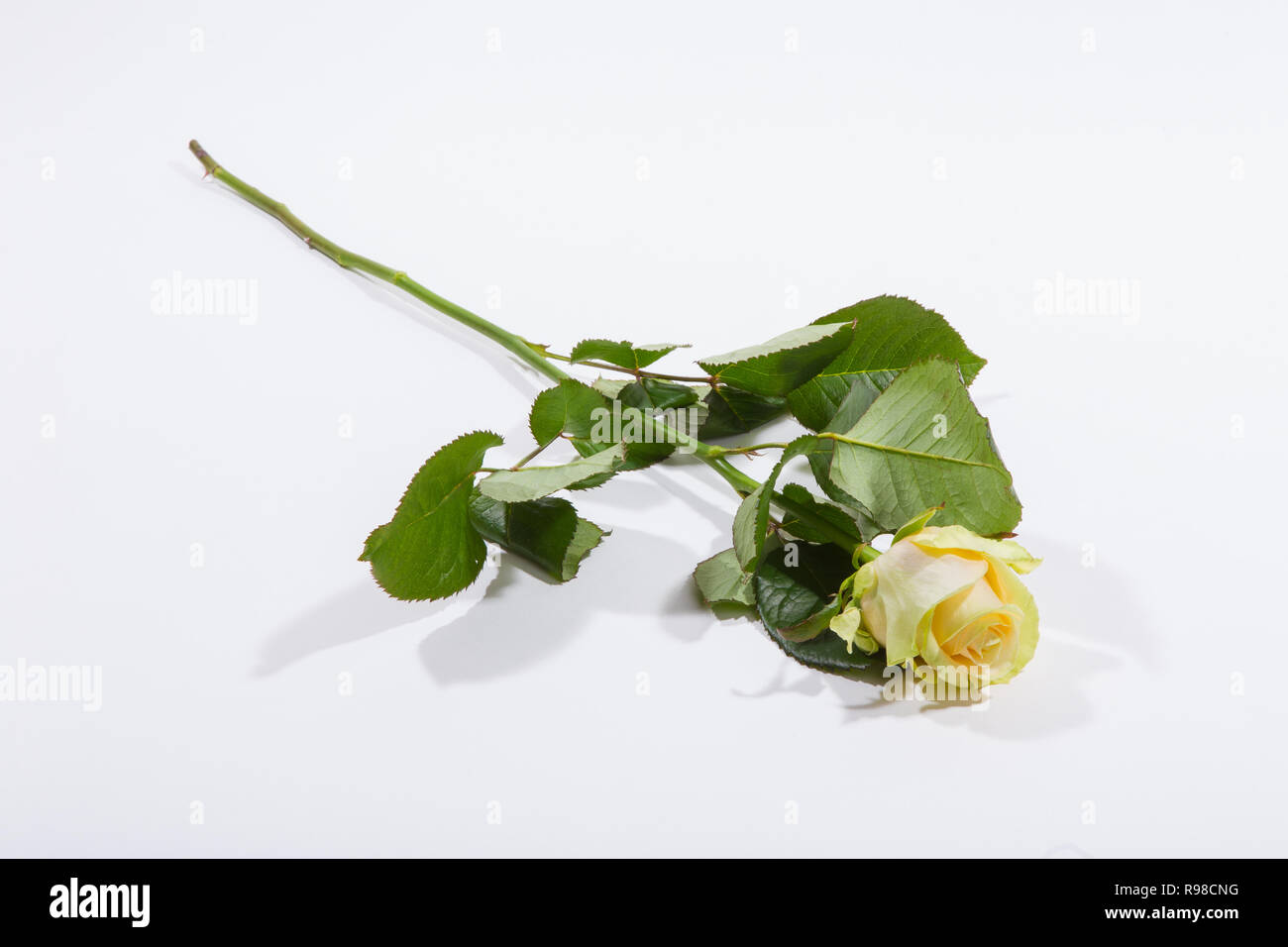 beautiful yellow rose isolated on white background Stock Photo - Alamy