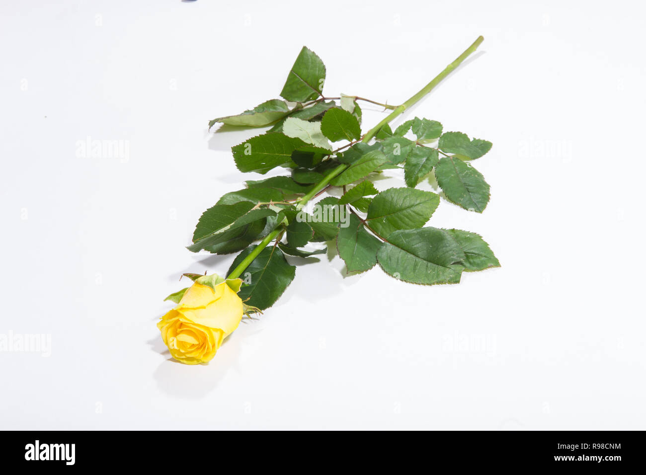 beautiful yellow rose isolated on white background Stock Photo - Alamy