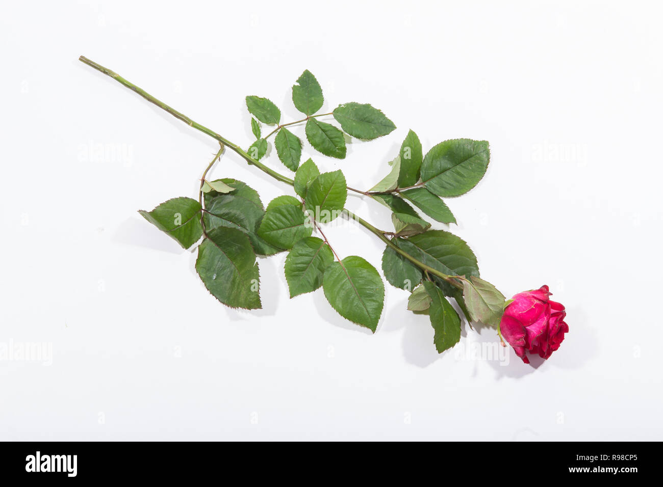 single pink rose isolated on white background Stock Photo - Alamy