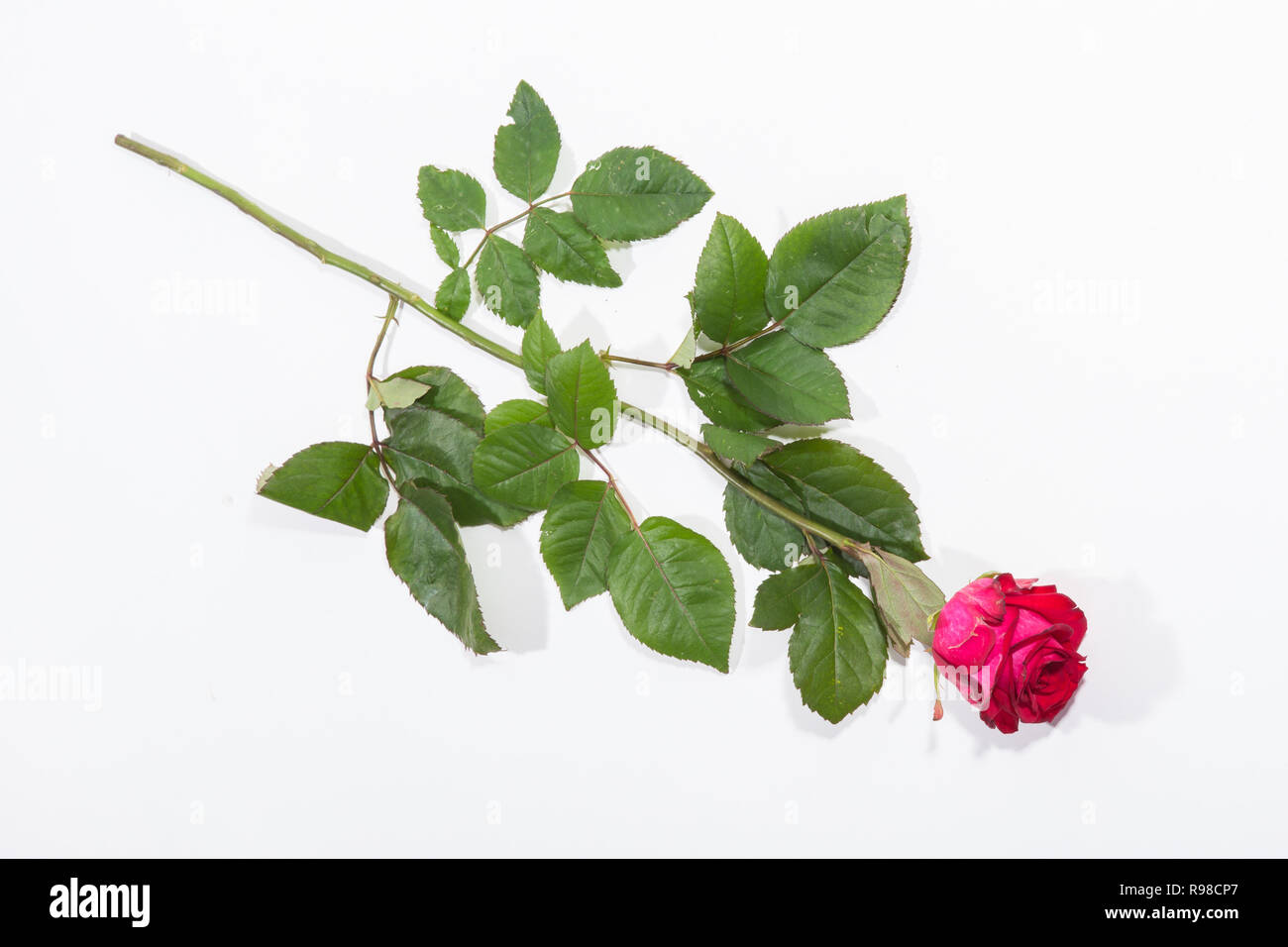 single pink rose isolated on white background Stock Photo - Alamy