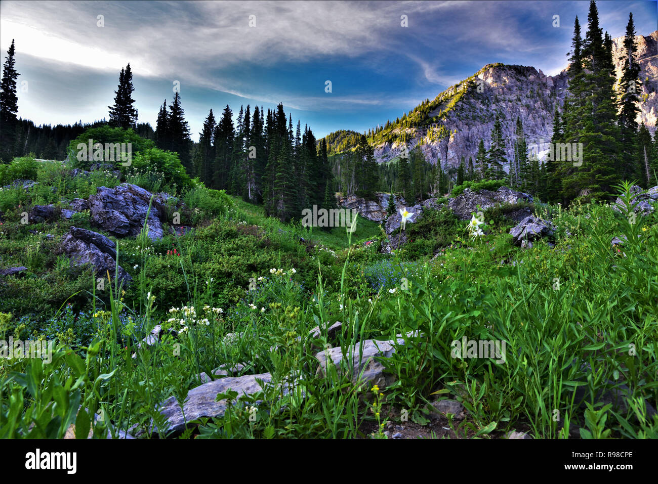 Wildflowers in mountain meadows Stock Photo - Alamy