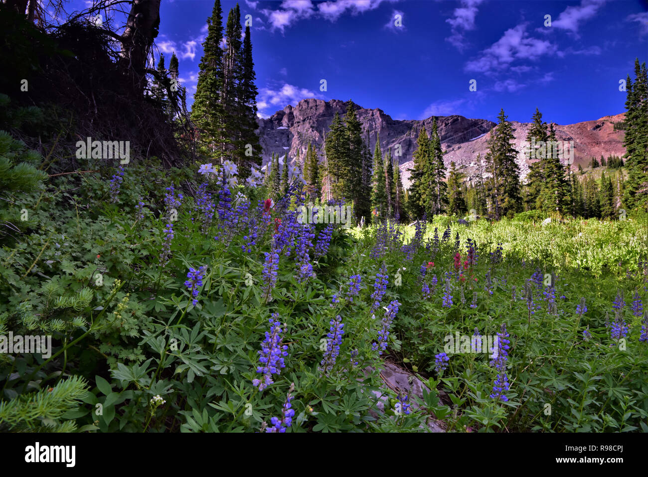 Albion meadows hi-res stock photography and images - Alamy
