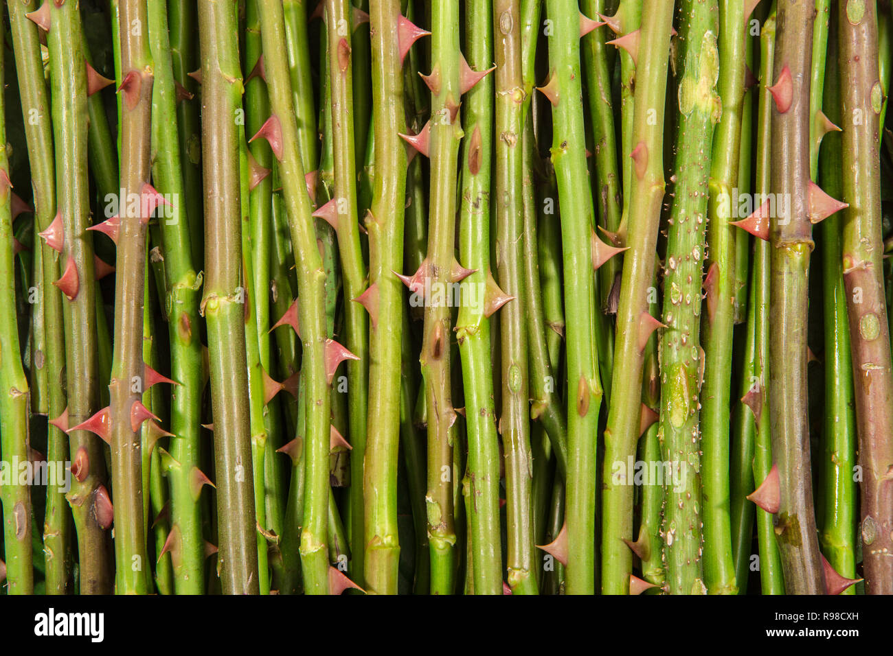 Long stem red rose with thorns hi-res stock photography and images - Alamy