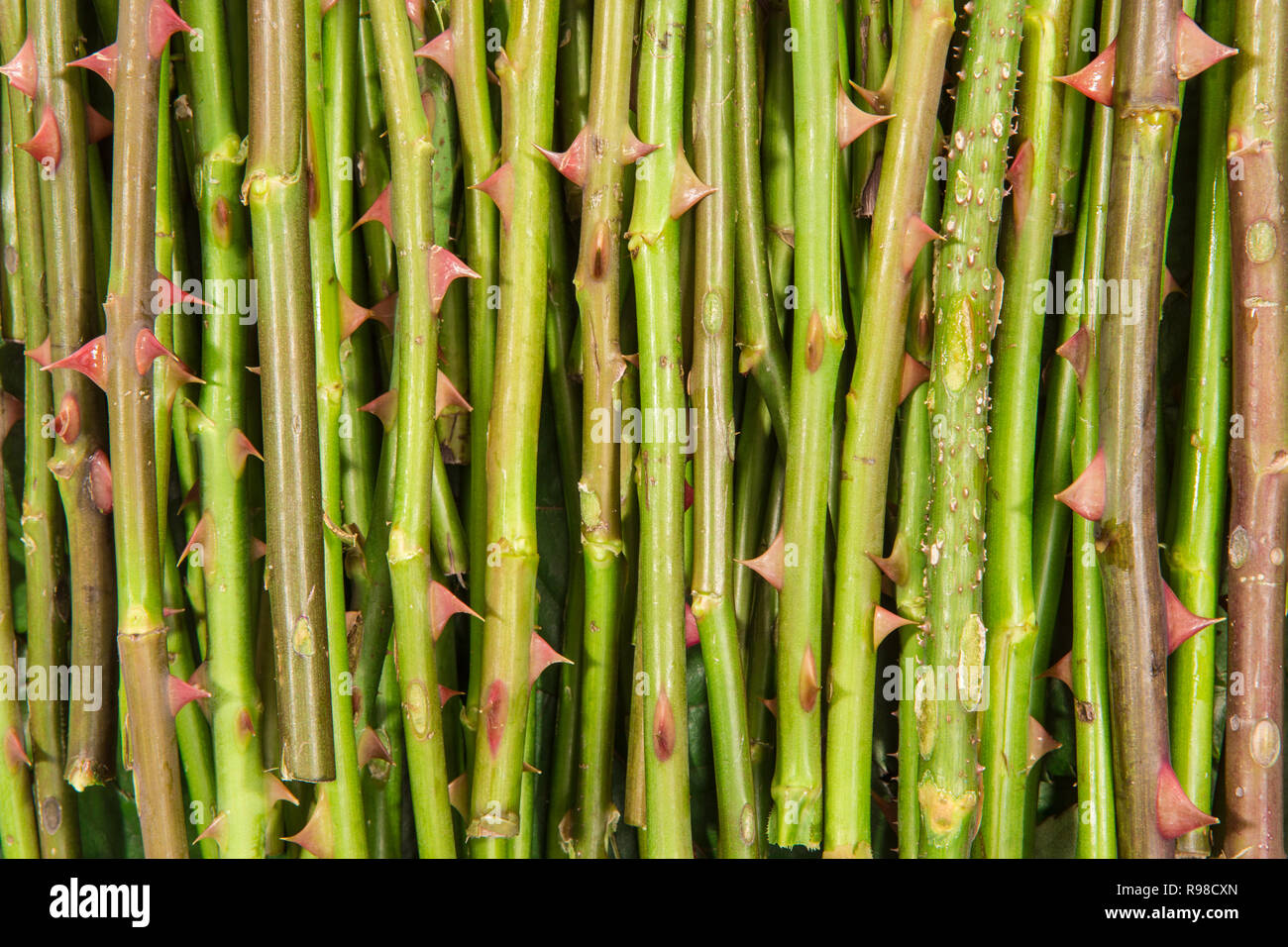 stem of rose bush with thorns background Stock Photo - Alamy