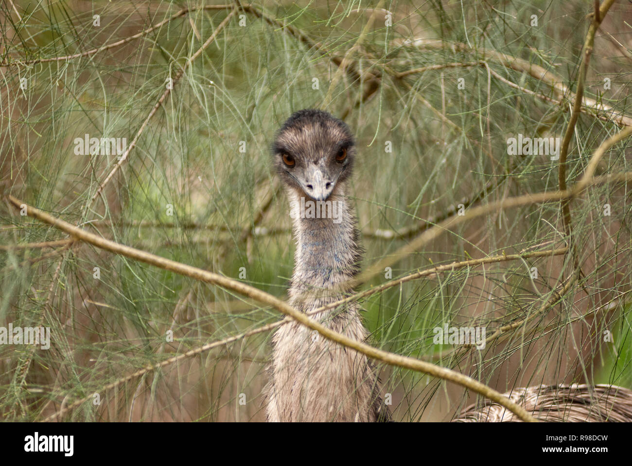 Emu staring, partially hidden in the grass, Australia Stock Photo - Alamy