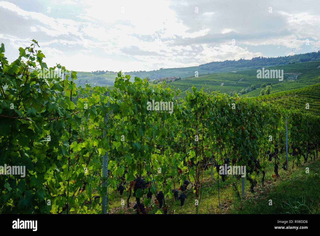 Vineyard on the hills of Barolo, Piedmont - Italy Stock Photo - Alamy