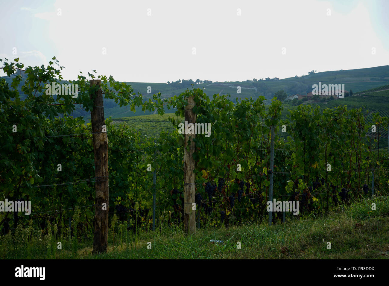 Vineyard on the hills of Barolo, Piedmont - Italy Stock Photo - Alamy