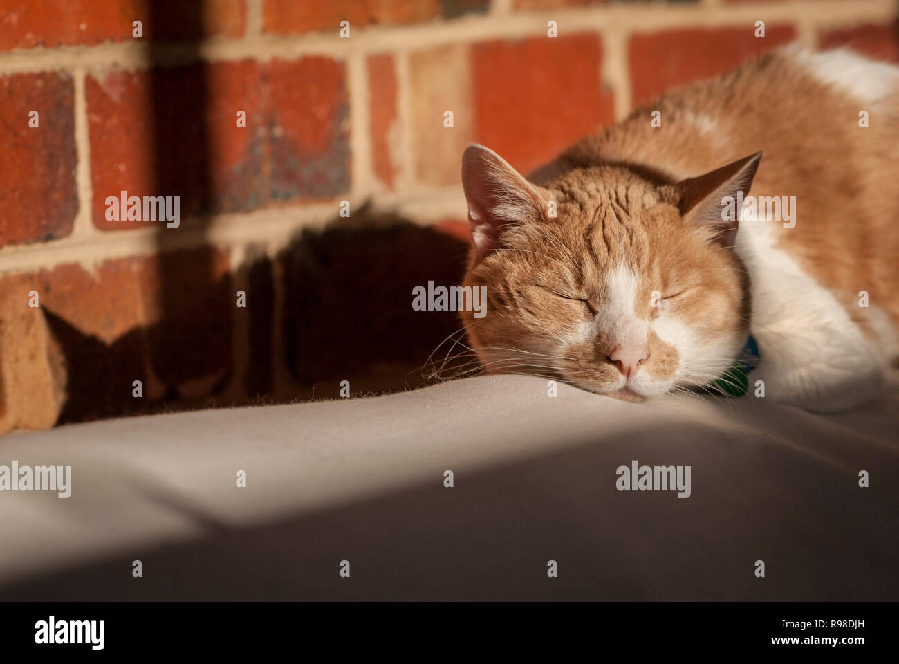 Ginger cat resting in the sun Stock Photo - Alamy