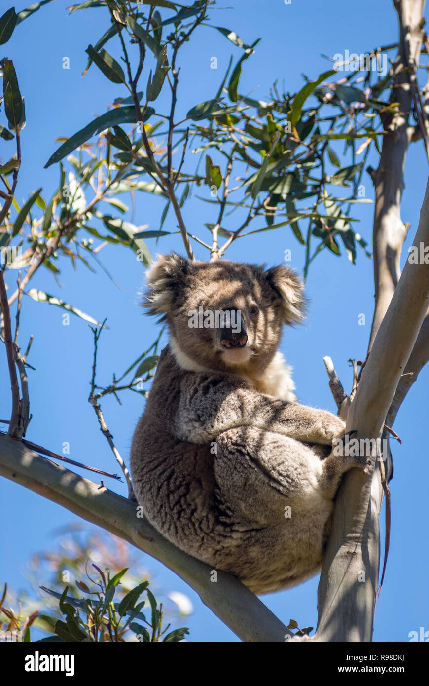 Koala sitting branch hi-res stock photography and images - Alamy