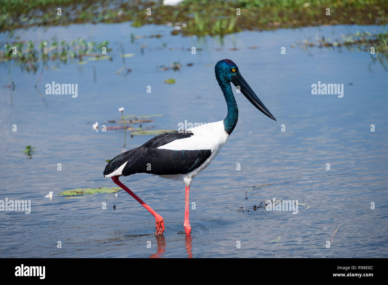 Black necked stork, Northern Territory Australia Stock Photo - Alamy