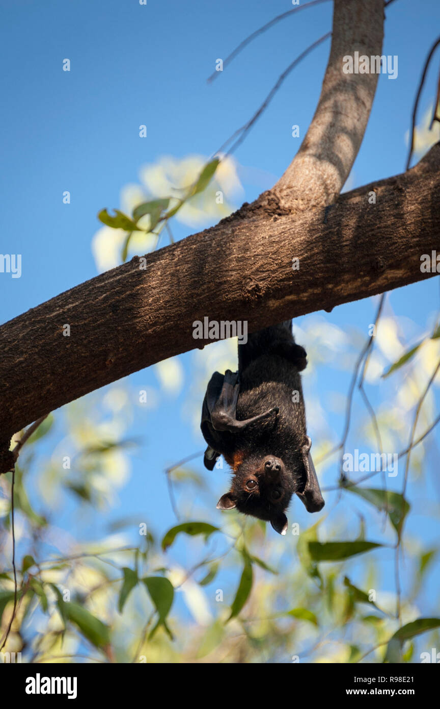 A flying fox hanging at rest, outback Australia, Katherine Stock Photo ...