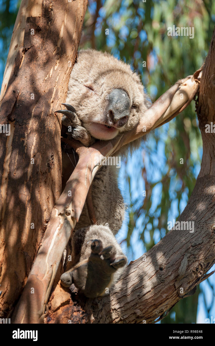 Sleeping marsupial hi-res stock photography and images - Alamy