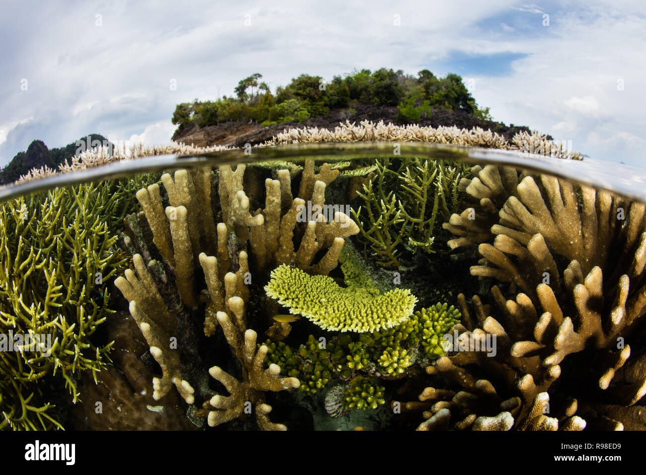 A healthy coral reef grows among the remote islands of Raja Ampat ...