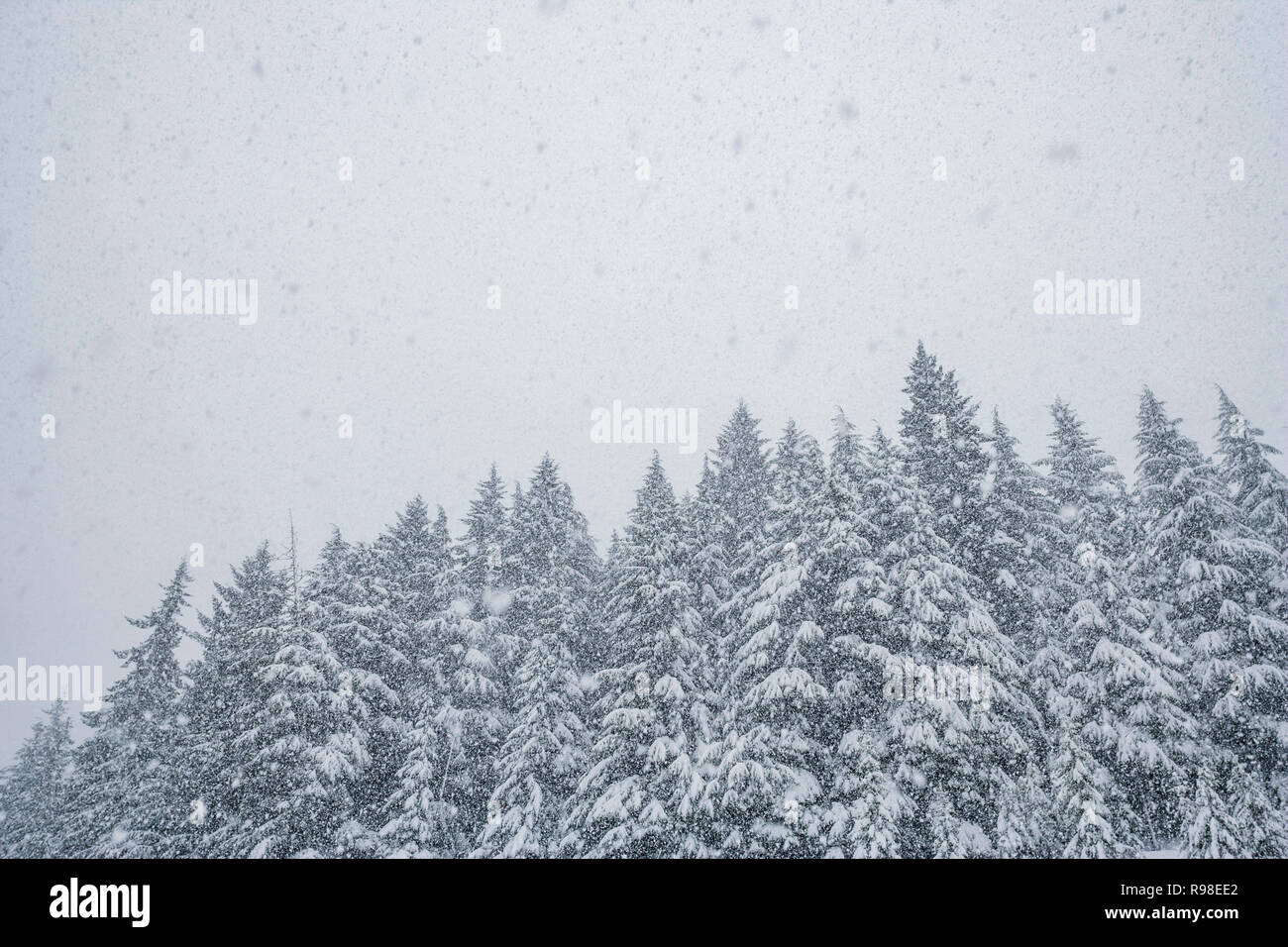 Snow falling in the sky above a conifer forest. Washington State ...