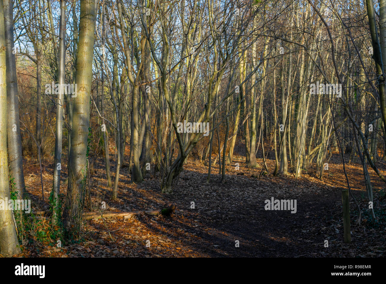 Barren trees in a winter forest Stock Photo - Alamy