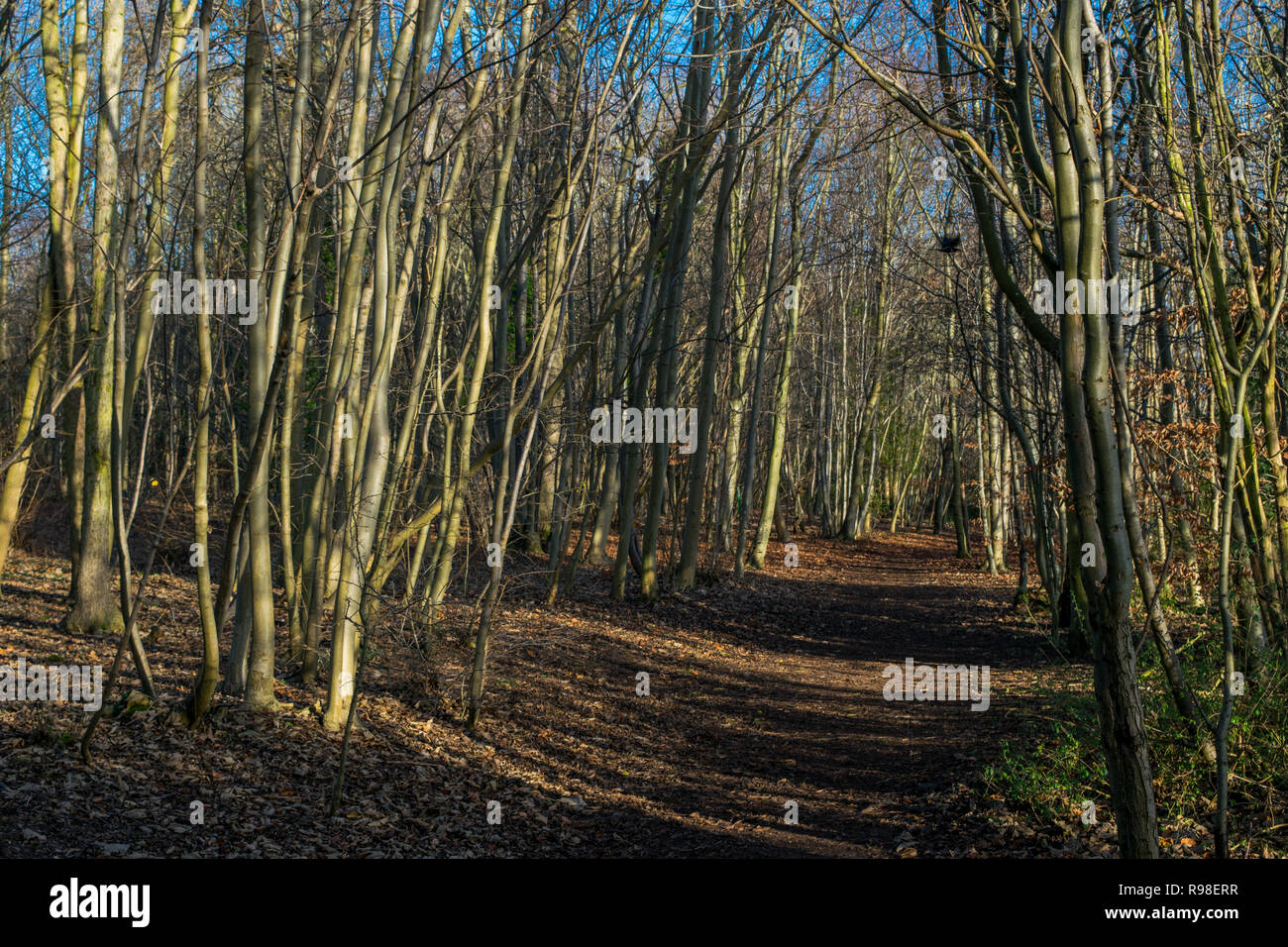 Barren trees in a winter forest Stock Photo - Alamy