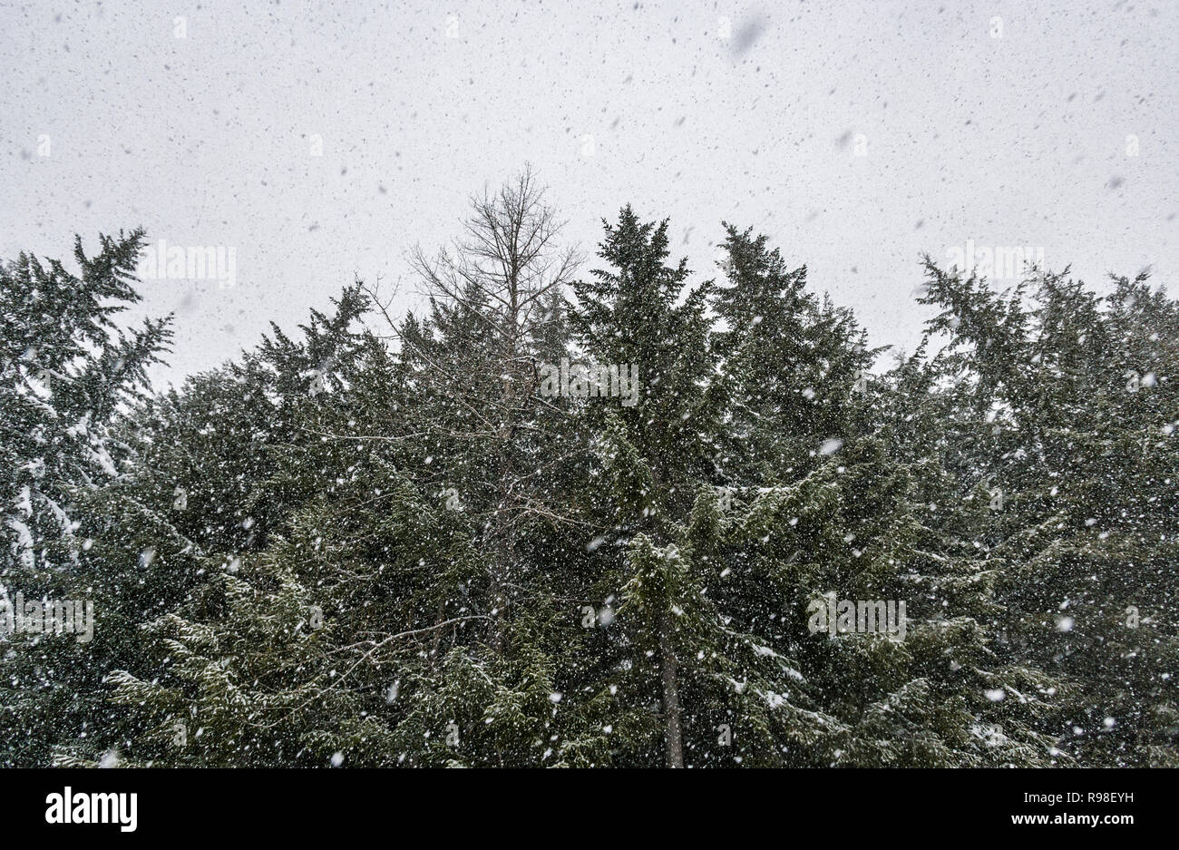Snow falling in the sky above a conifer forest. Washington State ...