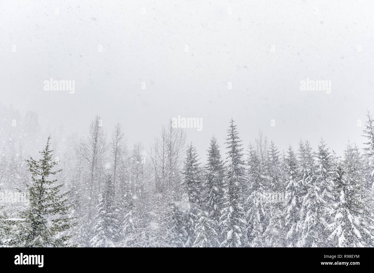 Snow falling in the sky above a conifer forest. Washington State ...