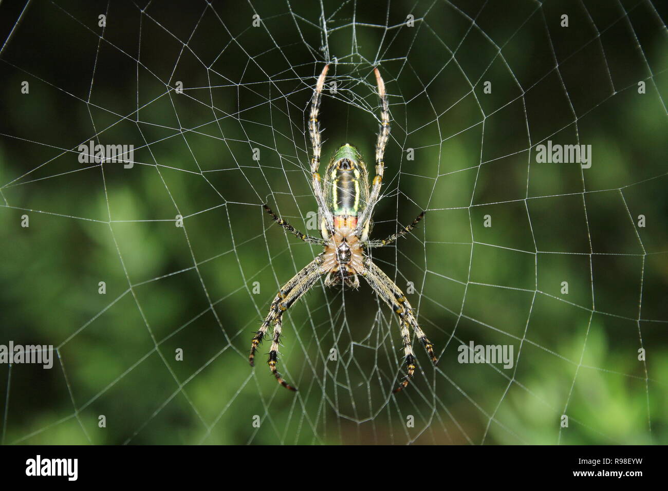Orb weaver spider web hi-res stock photography and images - Alamy