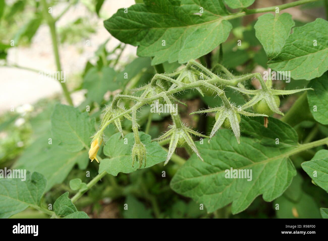 A cluster of small truss tomatoes growing on the plant Stock Photo - Alamy