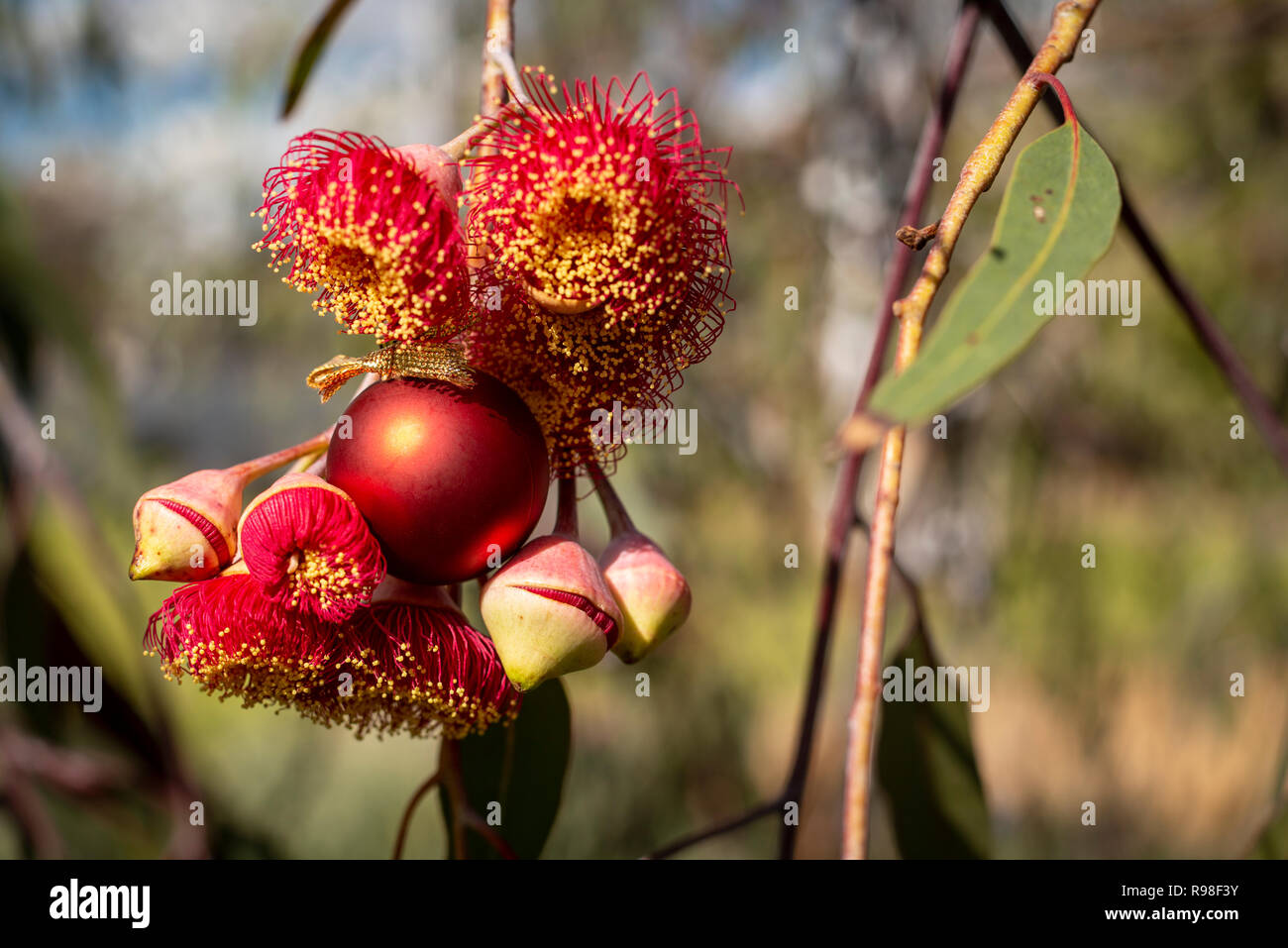 Australian gum tree leaves hi-res stock photography and images - Alamy