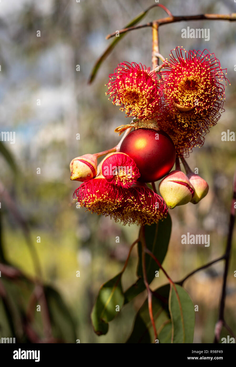 Gum nuts hi-res stock photography and images - Alamy