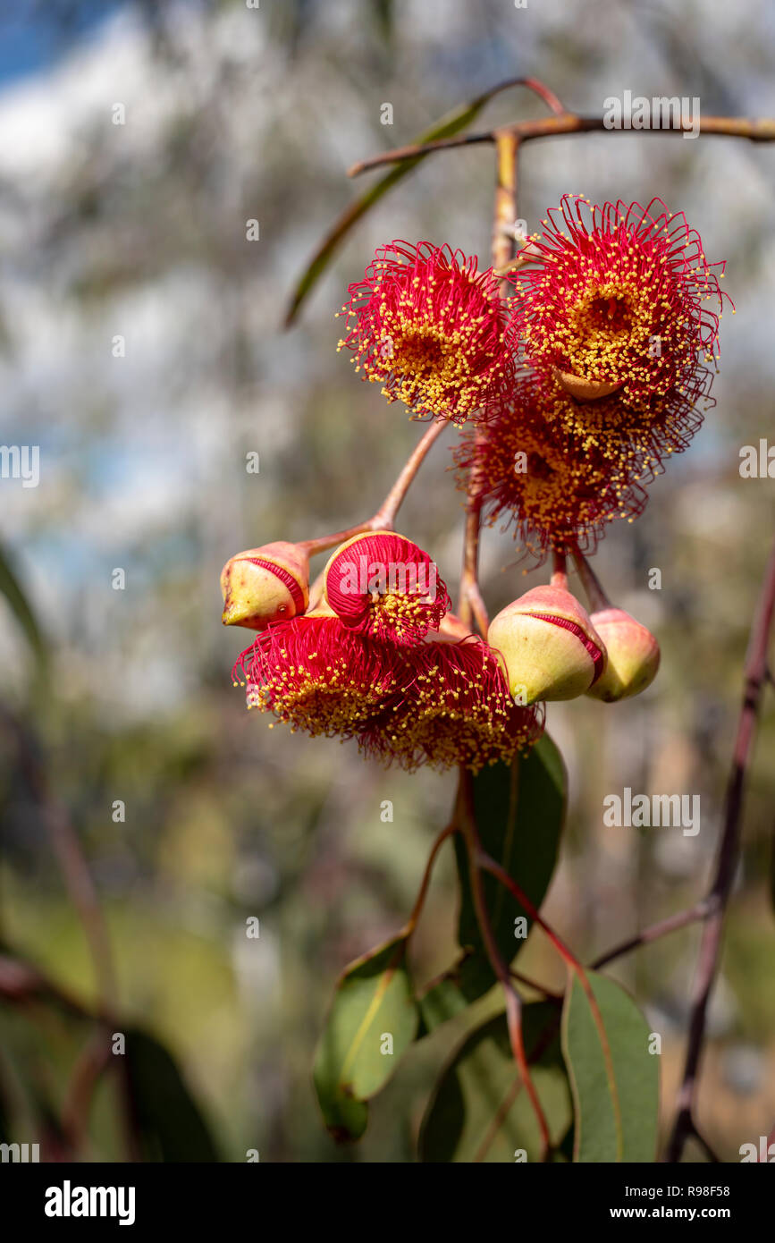 Australian gum tree hi-res stock photography and images - Alamy