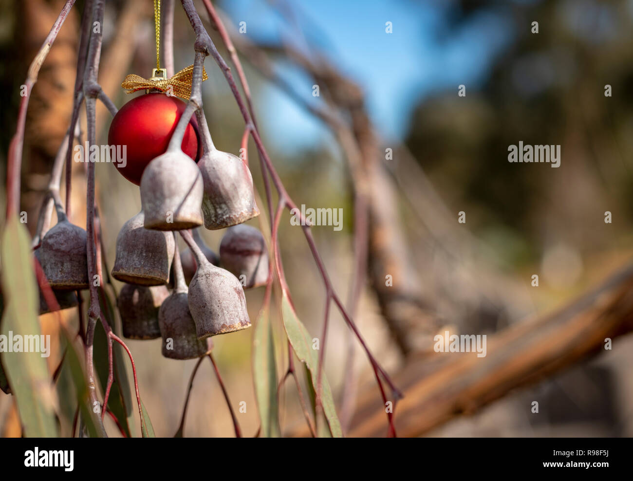 An Australian Christmas, gum tree and gum nuts with a red Christmas ...