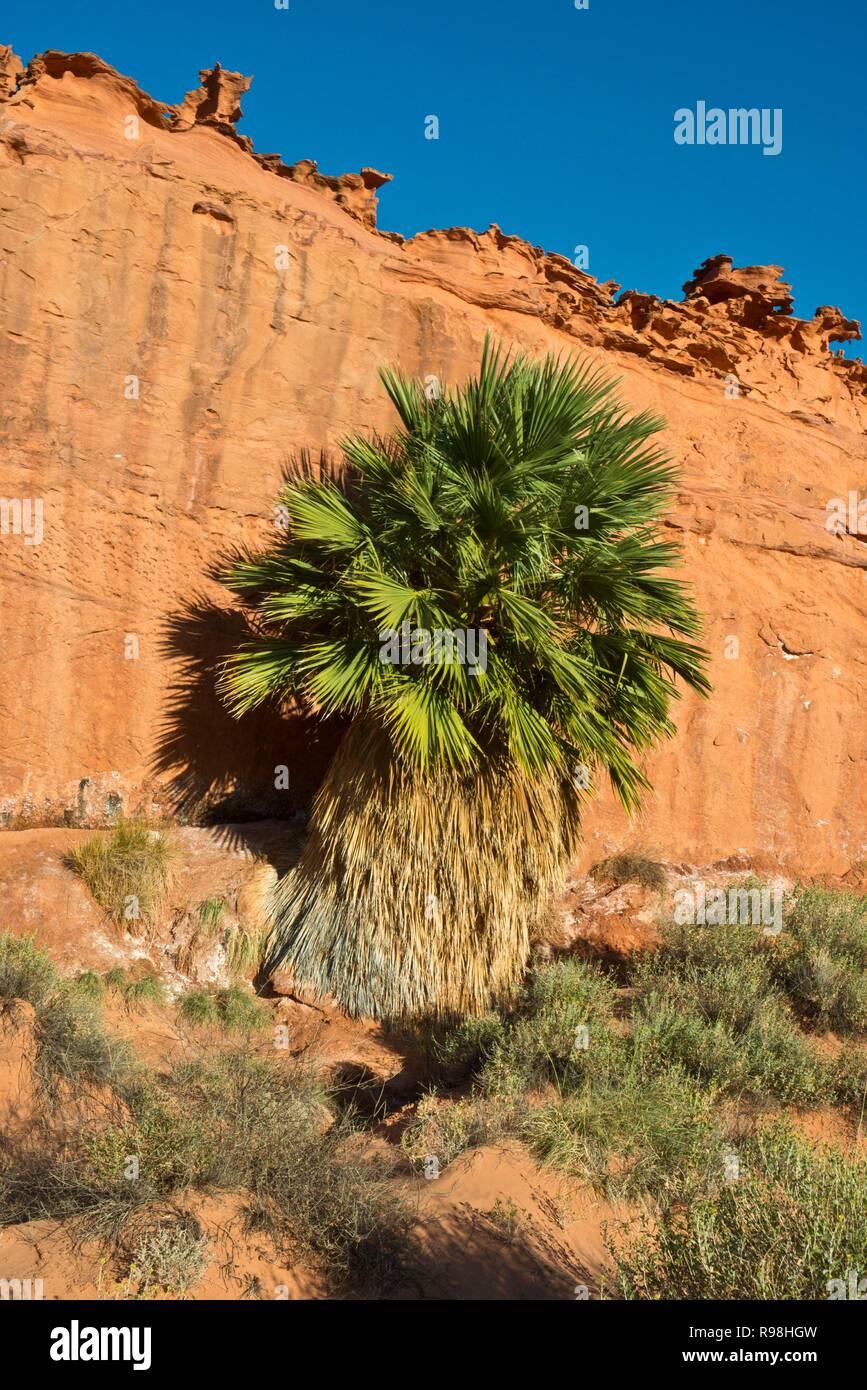 Nevada, Mesquite, Gold Butte National Monument, Little Finland Stock ...