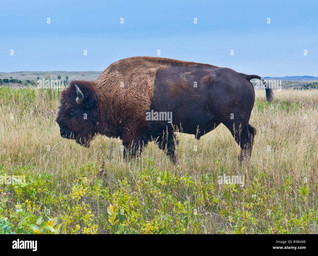 North Dakota, Medora, Theodore Roosevelt National Park, North Unit ...