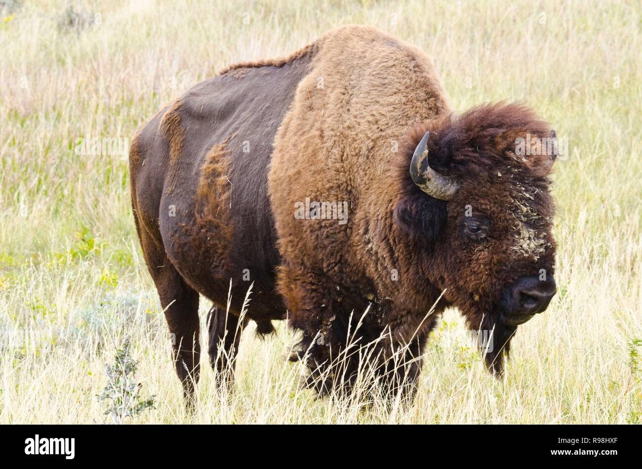 North Dakota, Medora, Theodore Roosevelt National Park, North Unit ...