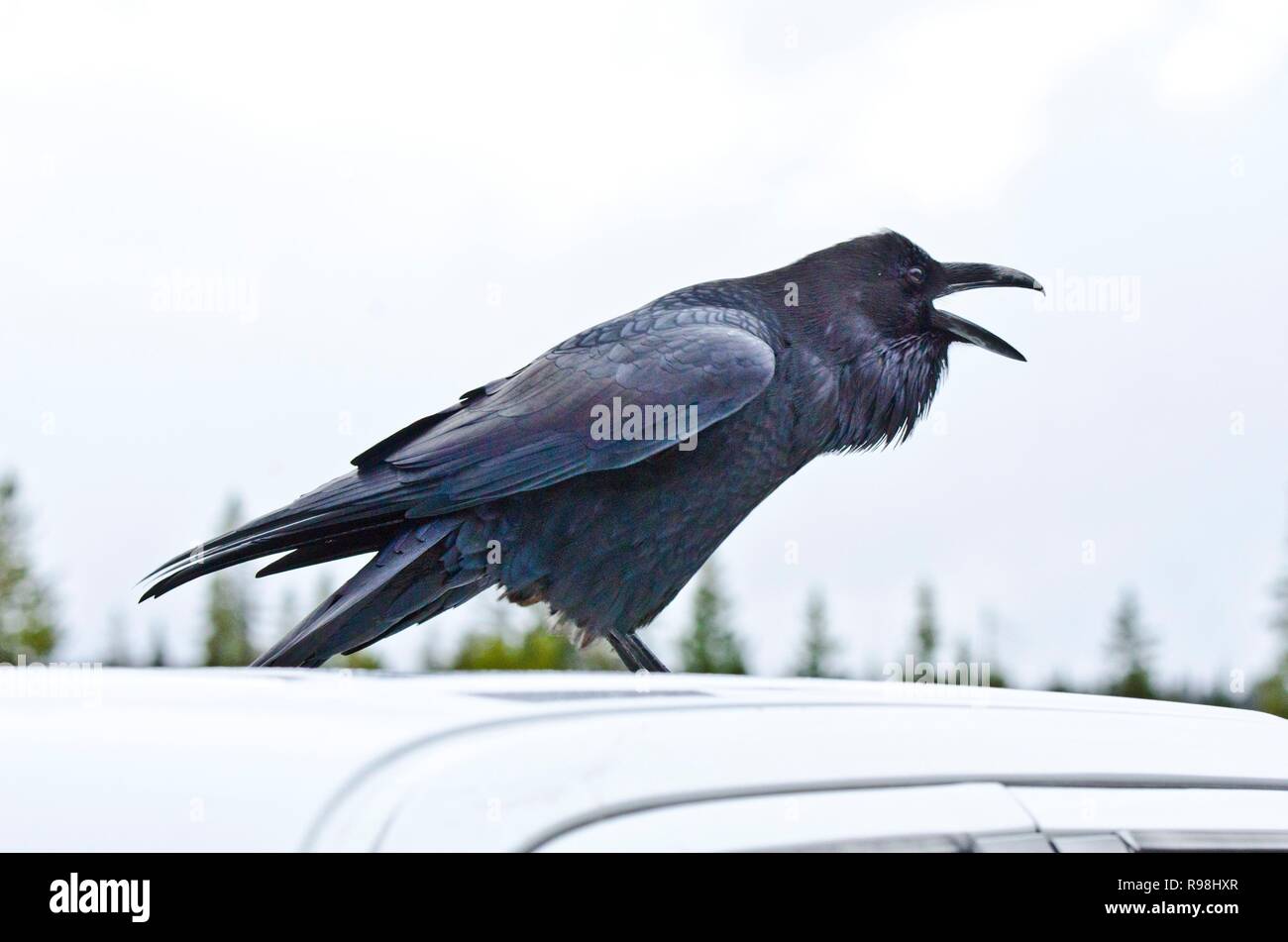 Raven yellowstone yellowstone national park hi-res stock photography ...