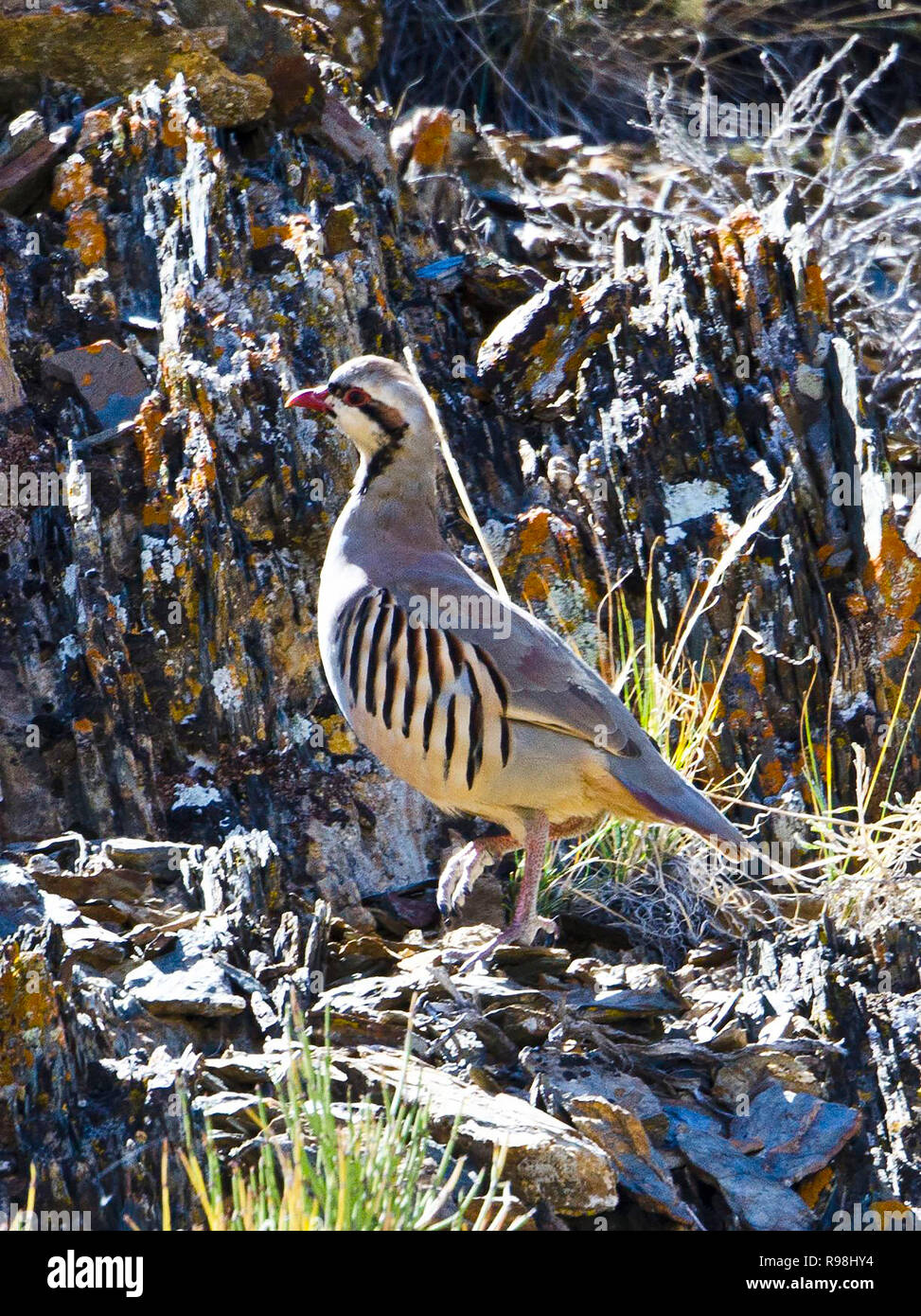 California, Big Pine, Inyo Mountains, Chukar Stock Photo - Alamy